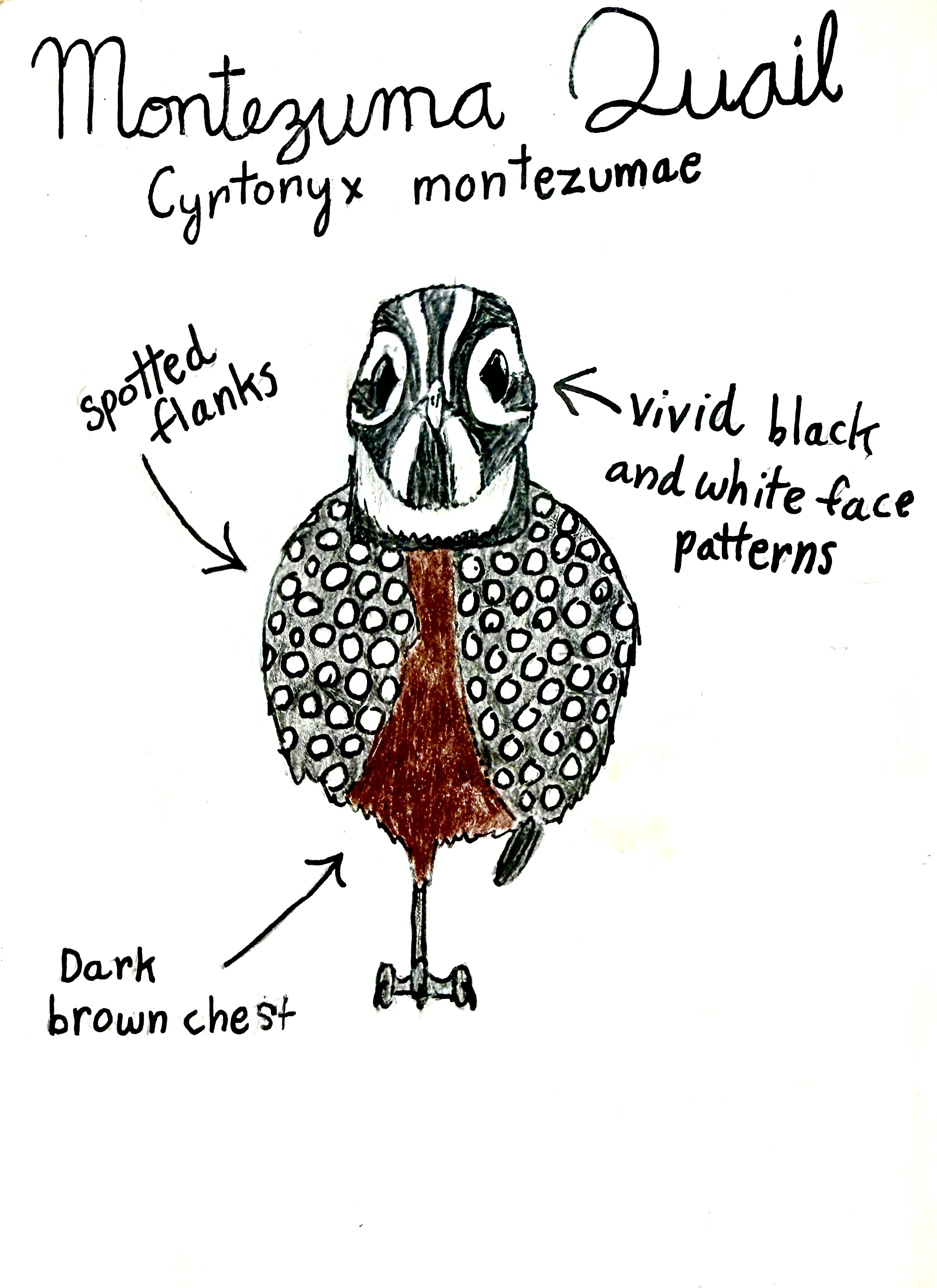 Name That Bird : The Montezuma Quail – Missoula Bird Nerds
