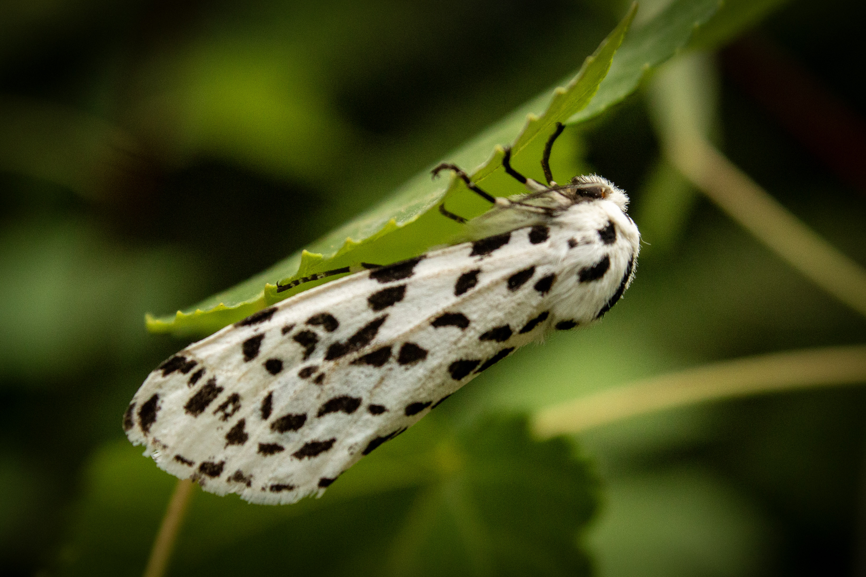 Calling All Arthropods (And Everybody Else Too) – Missoula Bird Nerds
