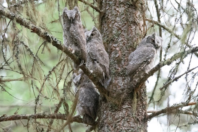 Western Screech-Owl Update – Missoula Bird Nerds